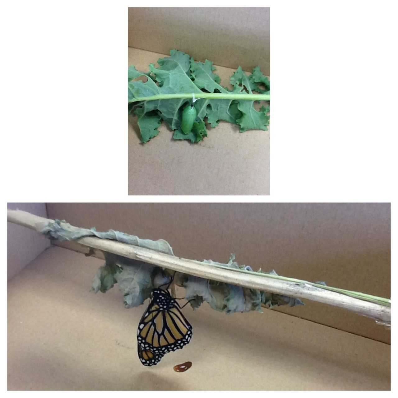 Over the Rainbow Paper Cup Project | Sancta Maria College