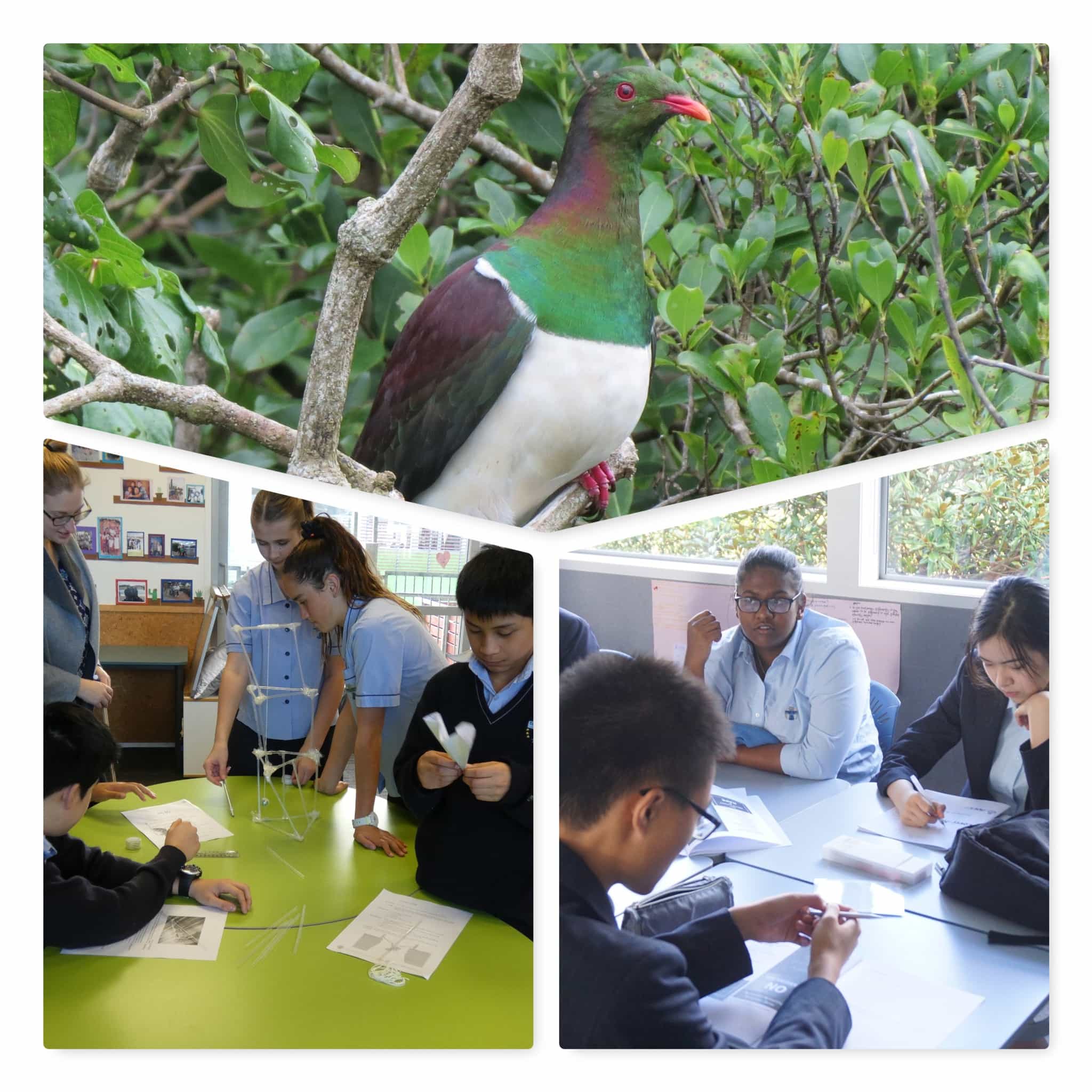It's Cool to Korero Te Reo Maori | Sancta Maria College