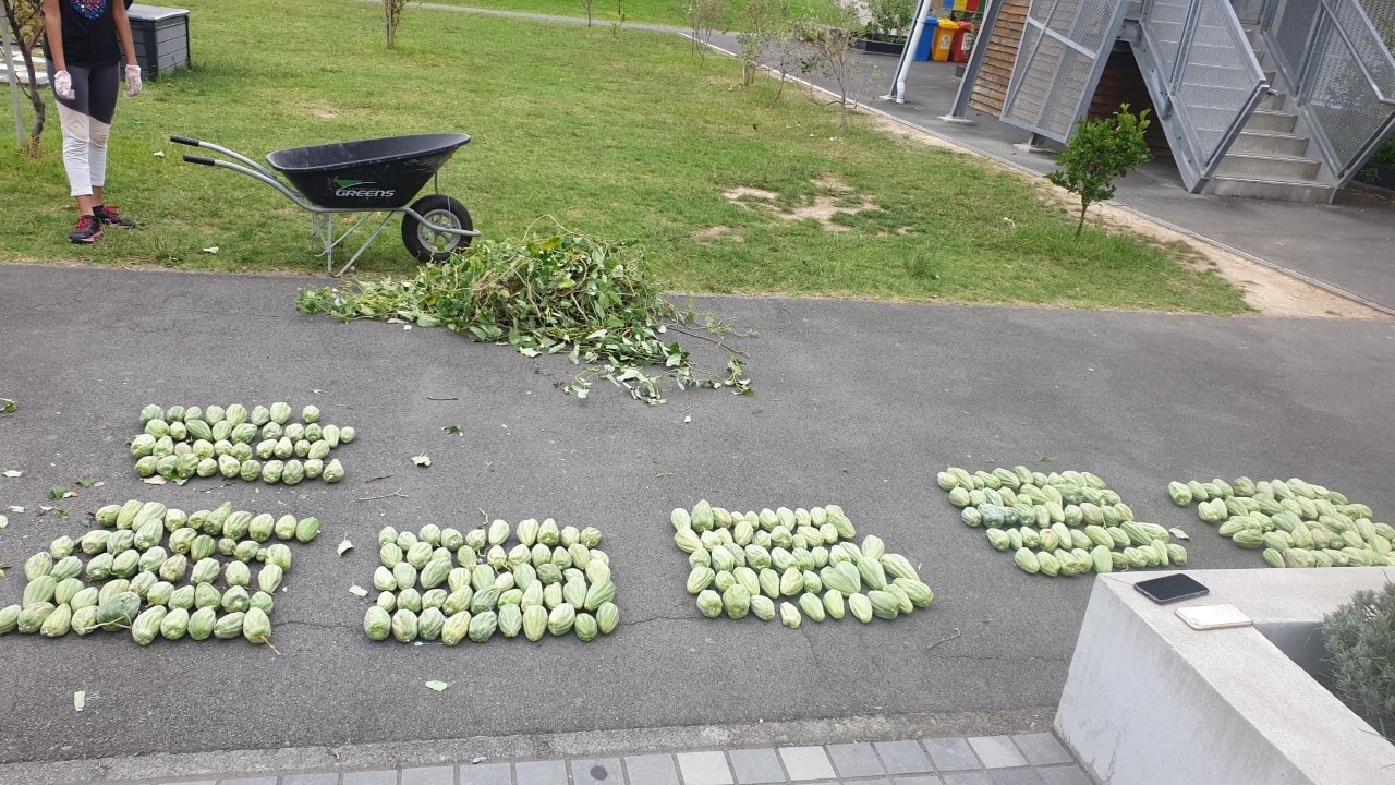 Moth Pod Eradication | Sancta Maria College