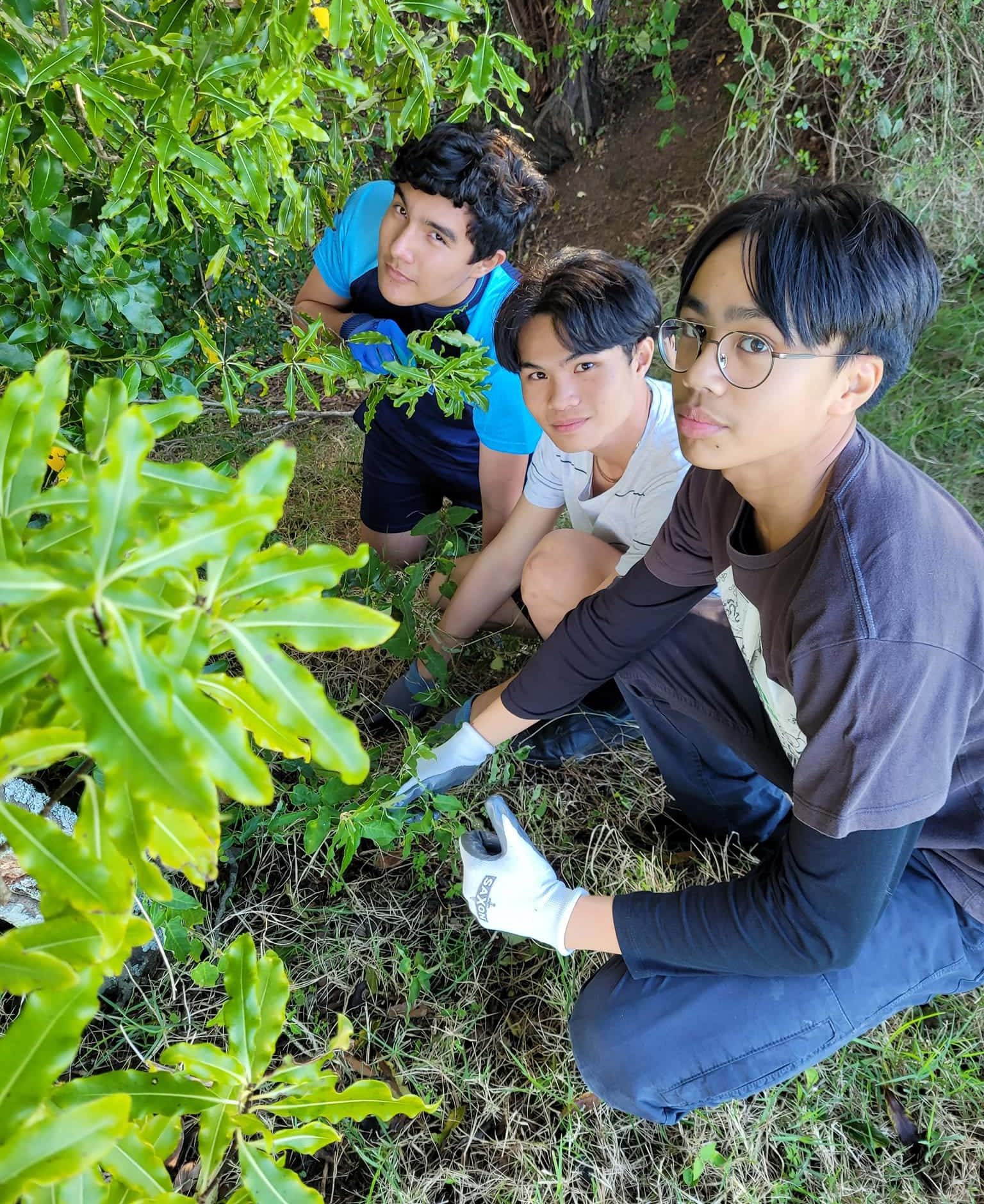 Clearing our school grounds of Moth Plant | Sancta Maria College
